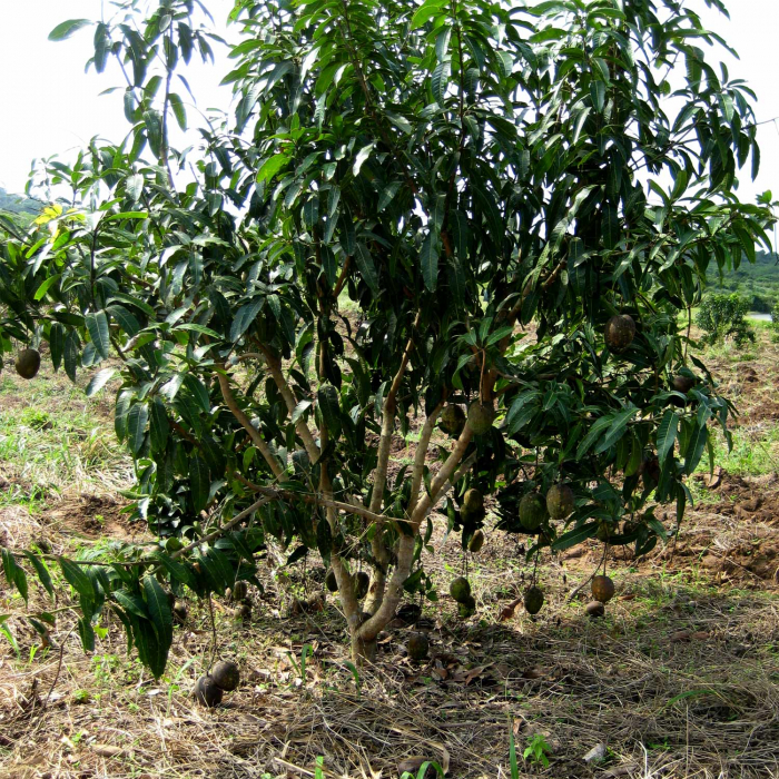 Mango Farm for Sale » Ghana Property & Real Estate Listings