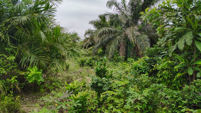 300+ Acres FARM LANDS at Agomeda - Dodowa for Sale. » Ghana Property ...